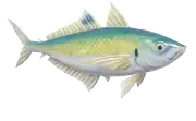 Fish | Wiki: Heartopia