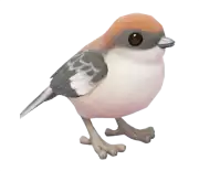 Birds | Wiki: Heartopia