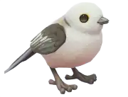 Birds | Wiki: Heartopia