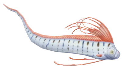 Giant Oarfish | Wiki: Heartopia