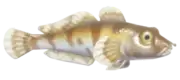 Heartopia Fish Wiki - Database & Complete Guide | Wiki: Heartopia